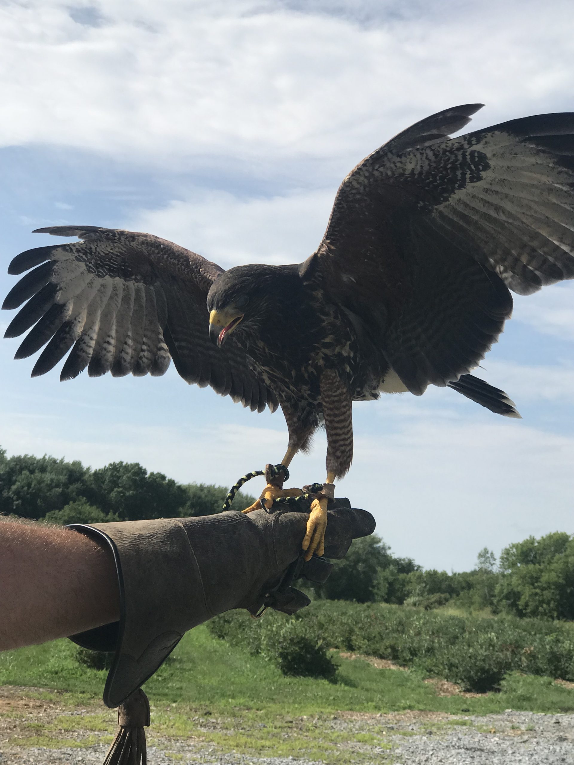 Un nouvel oiseau de proie à la bleuetière Sur le champ - L’Avenir et ...